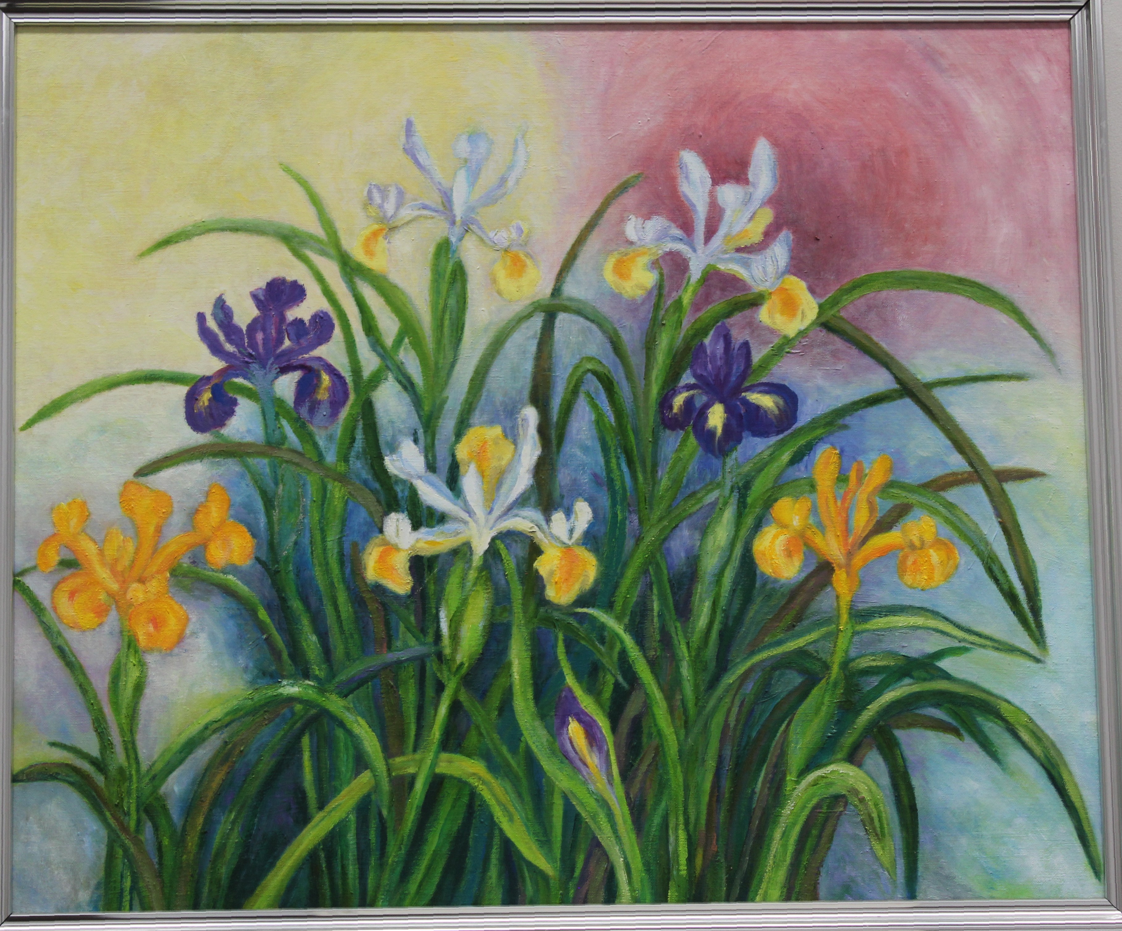 ダッチアイリス